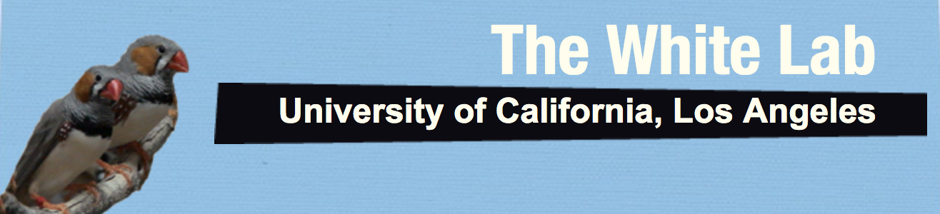 The White Lab – UCLA Life Sciences