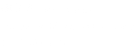 The White Lab – UCLA Life Sciences